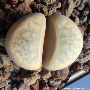 Lithops meyeri Brakfontein, South Africa (MG1670.9)