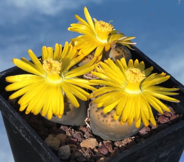 Lithops