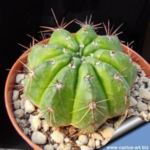 Notocactus