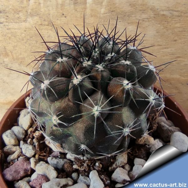 Copiapoa