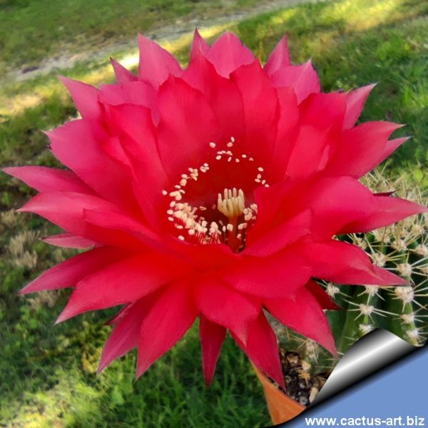 Echinopsis hybrid