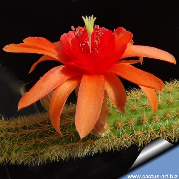 Hildewintera hybrid cv. FLOR MINI