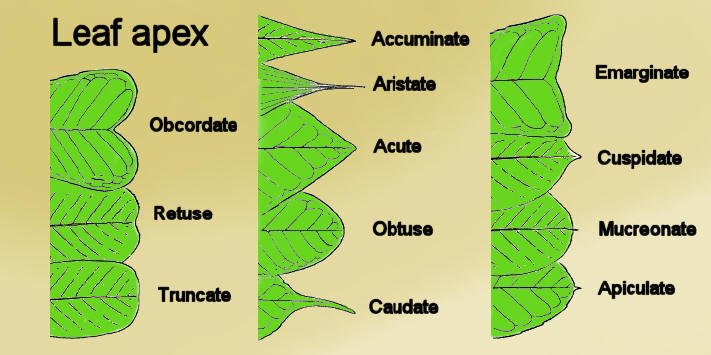 Leaf Apex