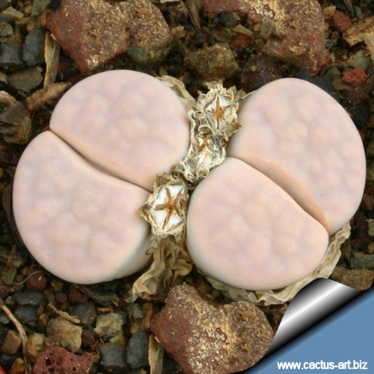 Lithops