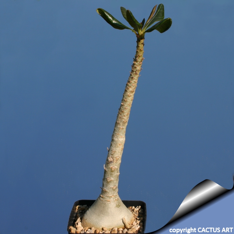 Adenium socotranum