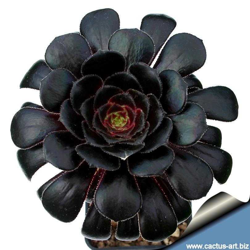 Aeonium arboreum var. atropurpureum 'Zwartkop' ( Schwarzkopf )