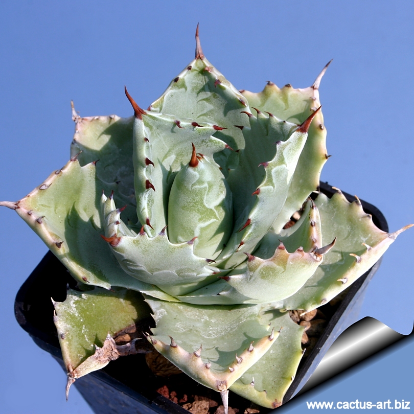 Agave potatorum