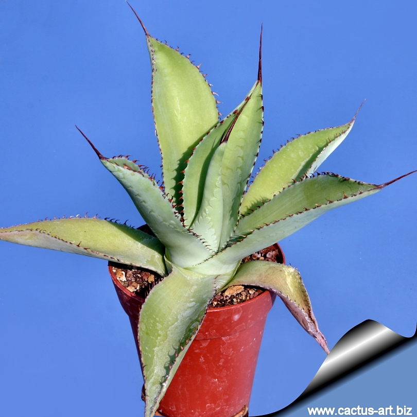 Agave potatorum 뇌약 뇌신 종류 : 네이버 블로그