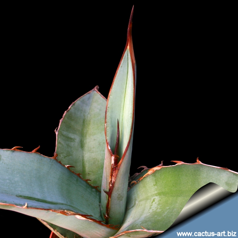 Agave titanota