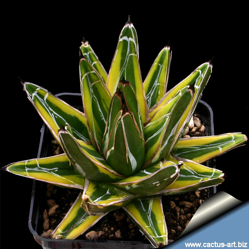 Agave victoria-reginae variegata aureo marginata