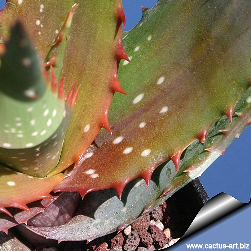 Aloe Microstigma