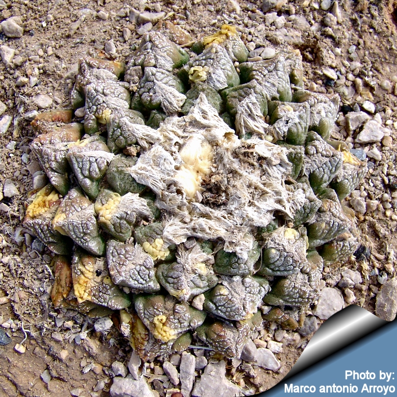 Ariocarpus fissuratus