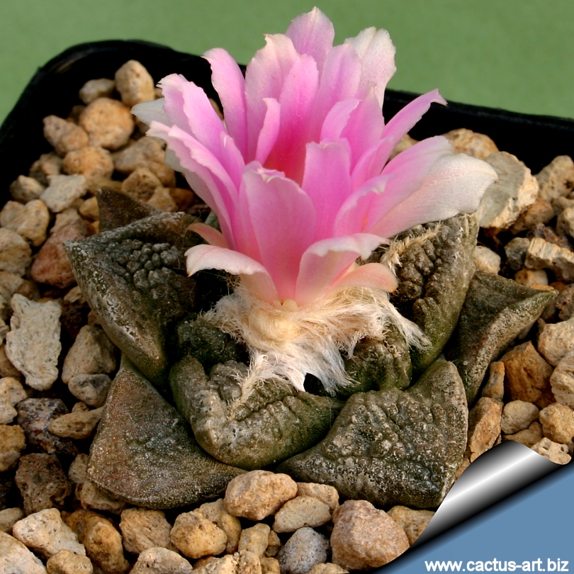 Ariocarpus fissuratus 목단 27 종류 : 네이버 블로그