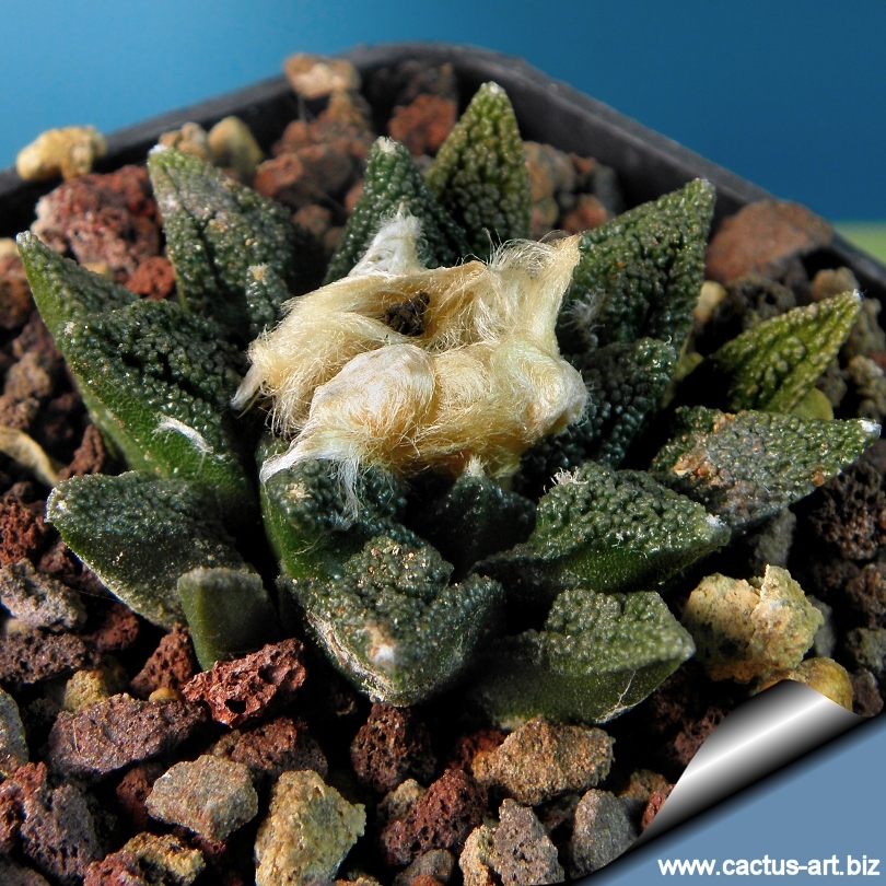 Ariocarpus hintonii