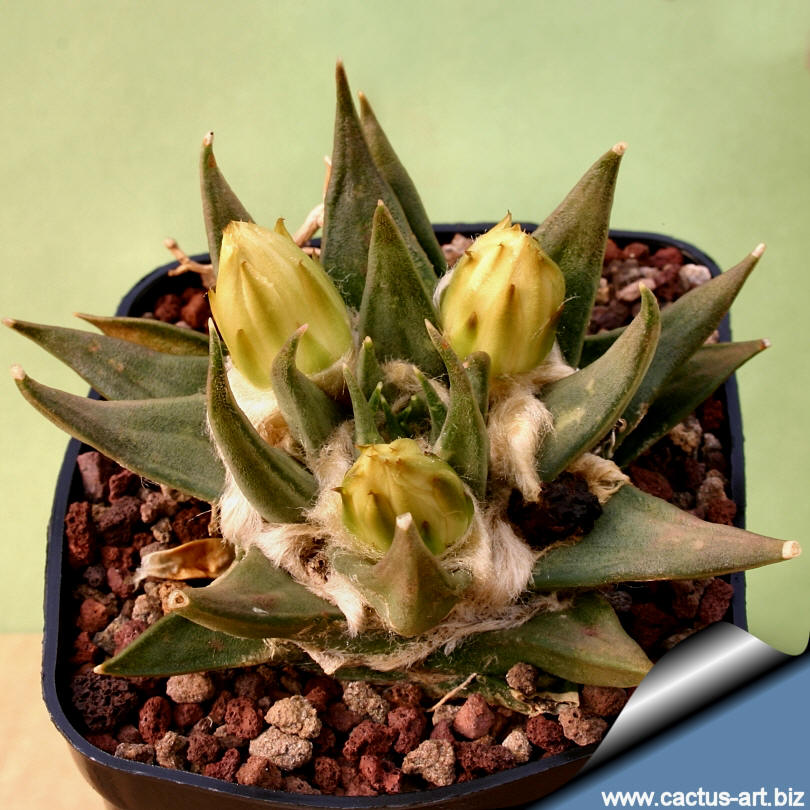Ariocarpus retusus var trigonus