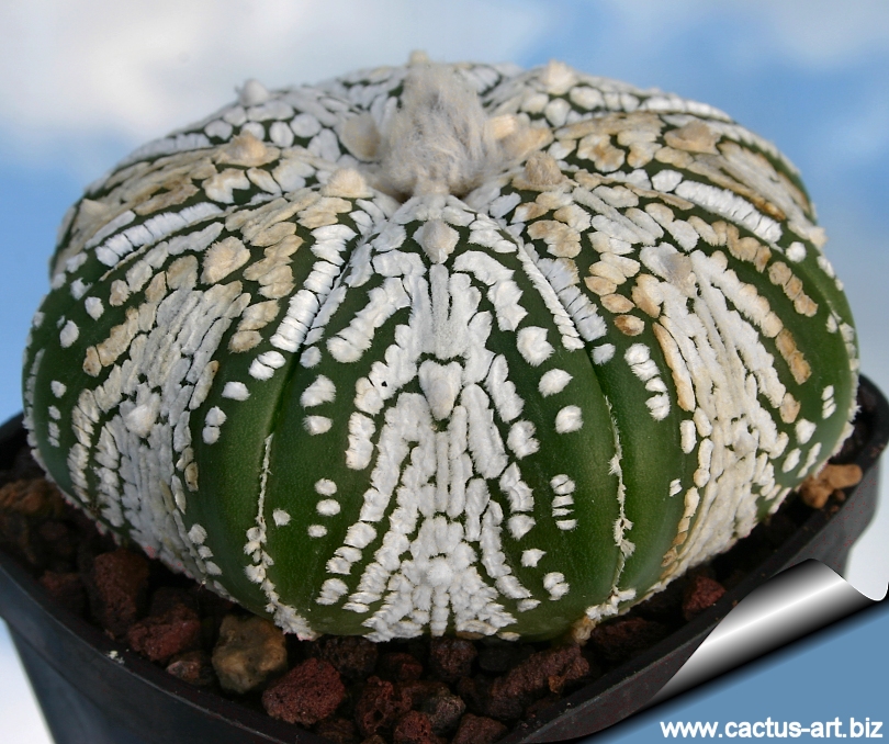 Astrophytum asterias cv. superkabuto star shape type