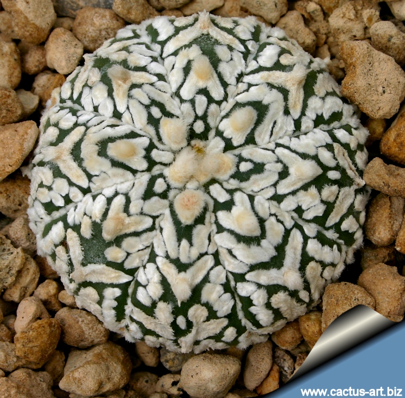 Astrophytum asterias cv Super kabuto V type