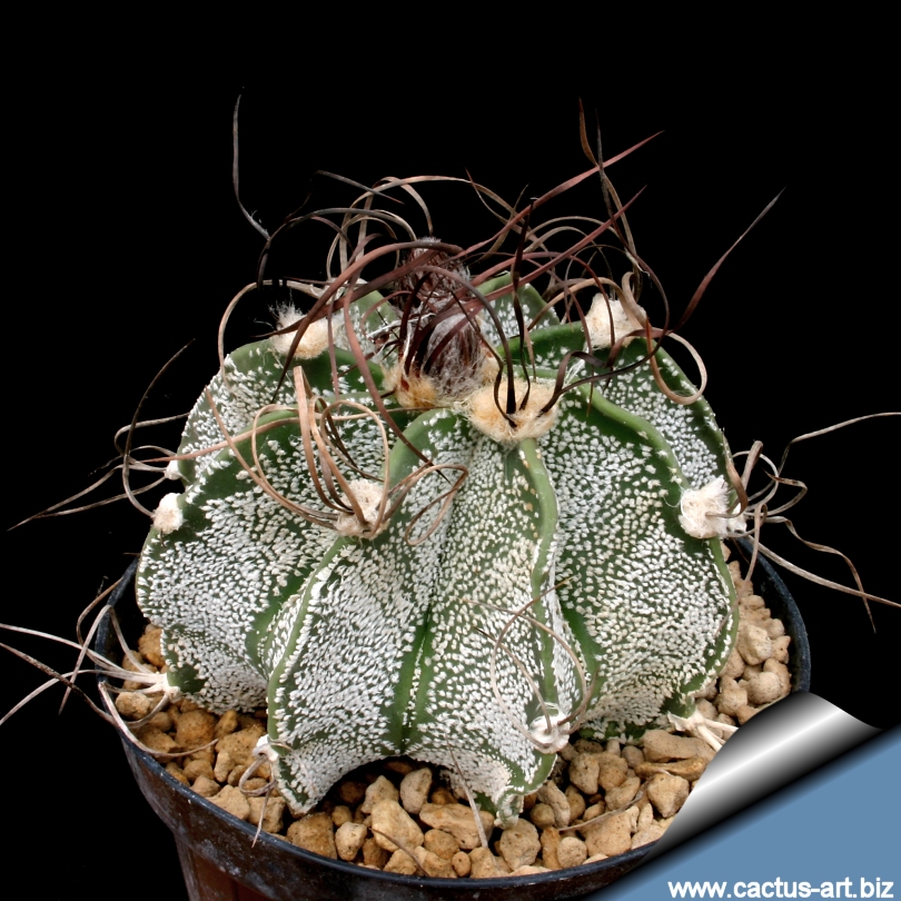 Astrophytum capricorne var. minor (minus)