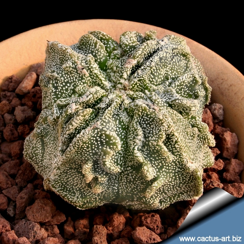 Astrophtum myriostigma cv. FUKURYU