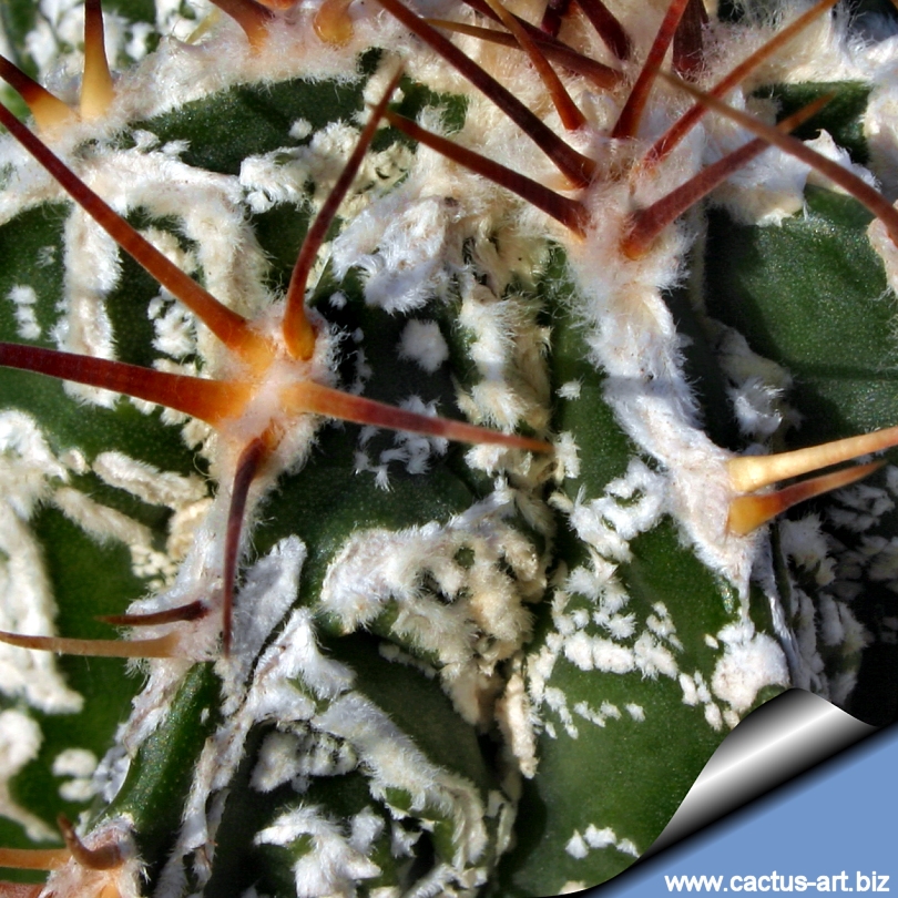 Astrophytum ornatum cv. HUKURYU HANNYA