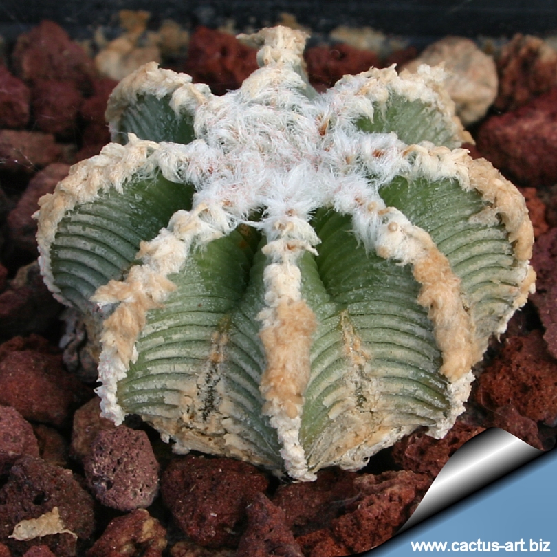 Aztekium hintonii