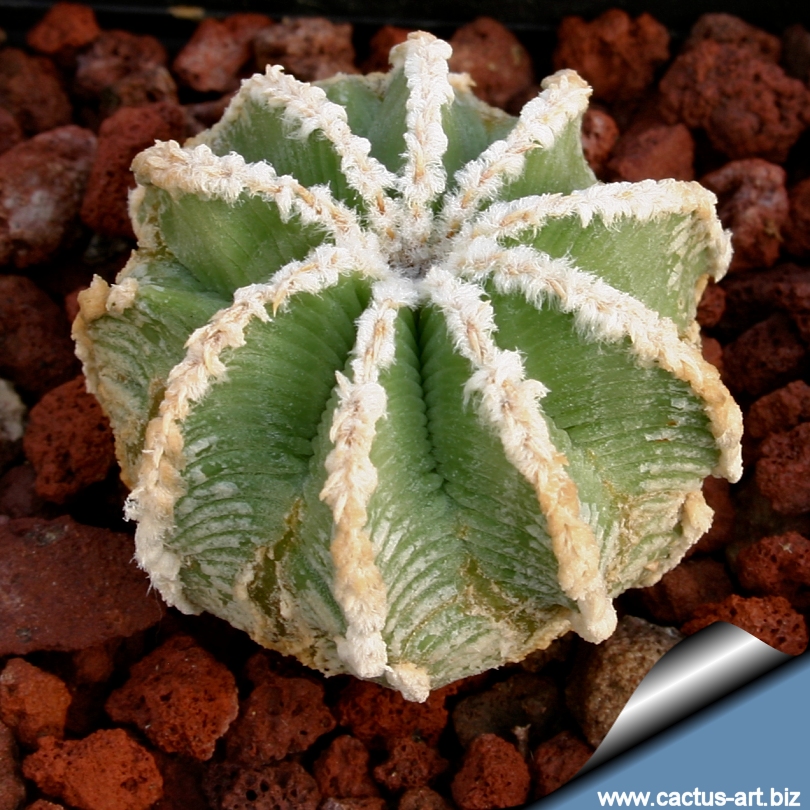 Aztekium hintonii