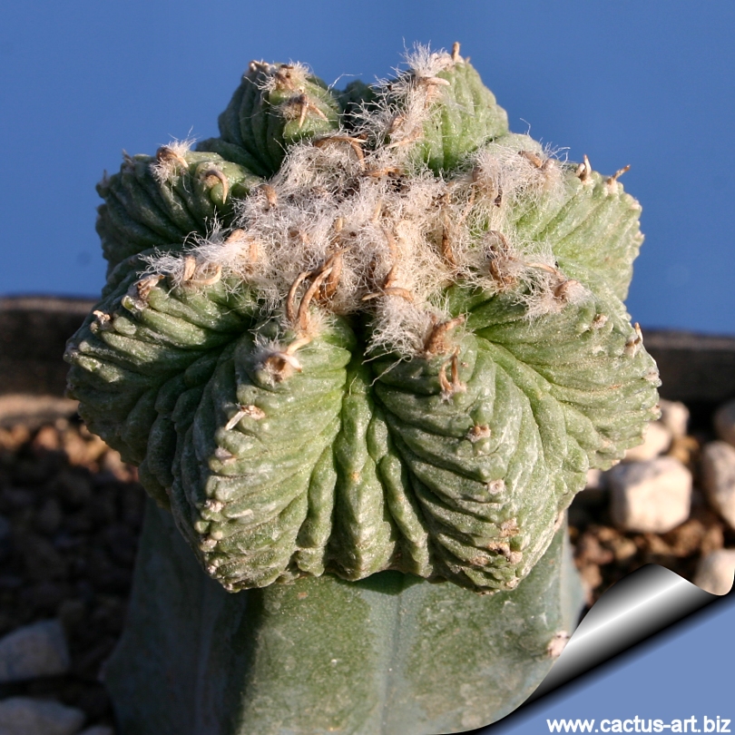 Aztekium ritteri