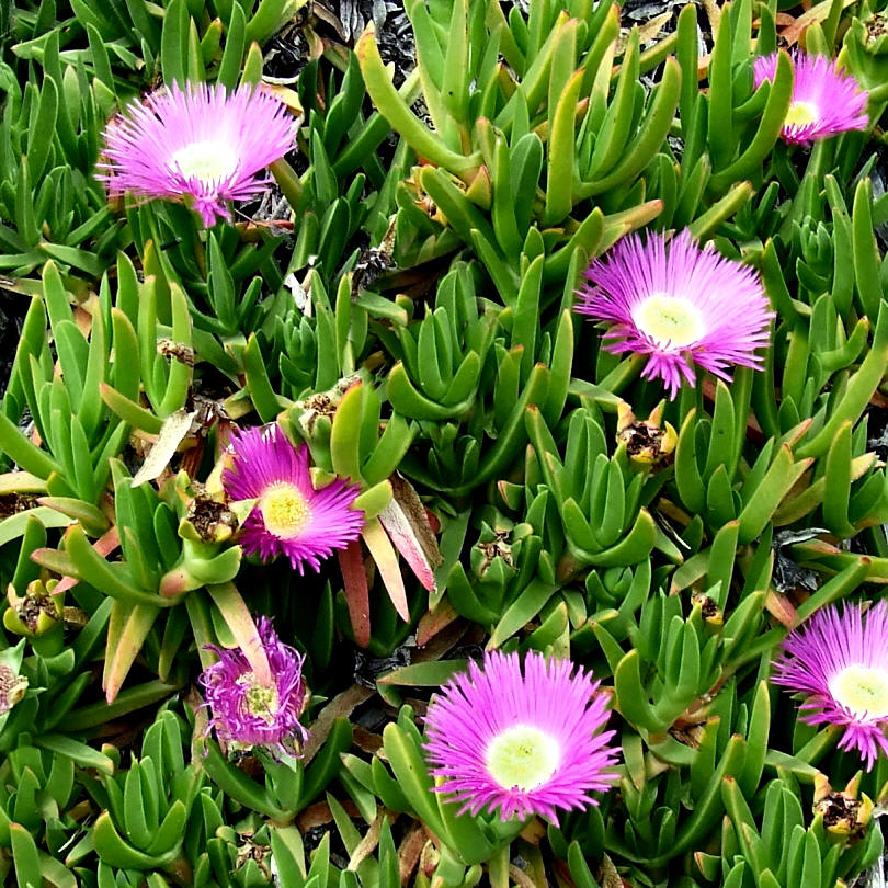Carpobrotus acynaciforme