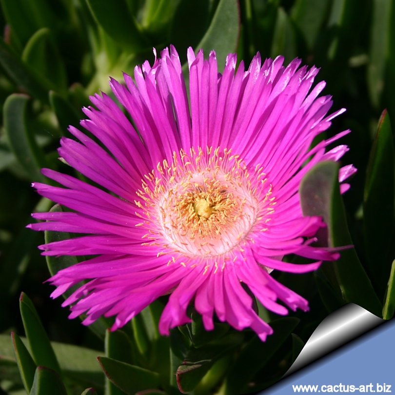 Carpobrotus acynaciforme