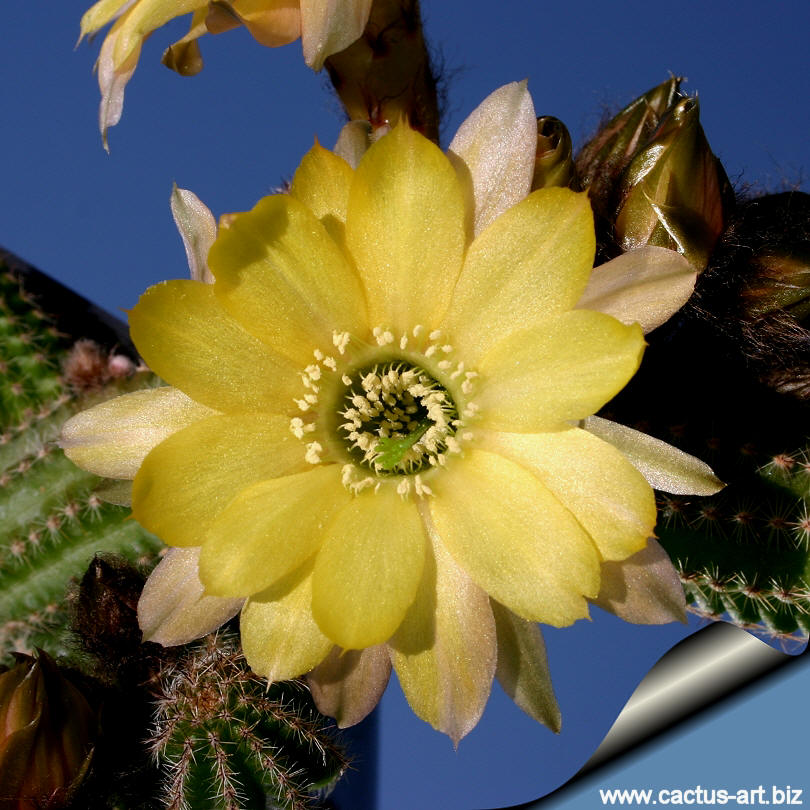 Photo gallery CHAMAELOBIVIA