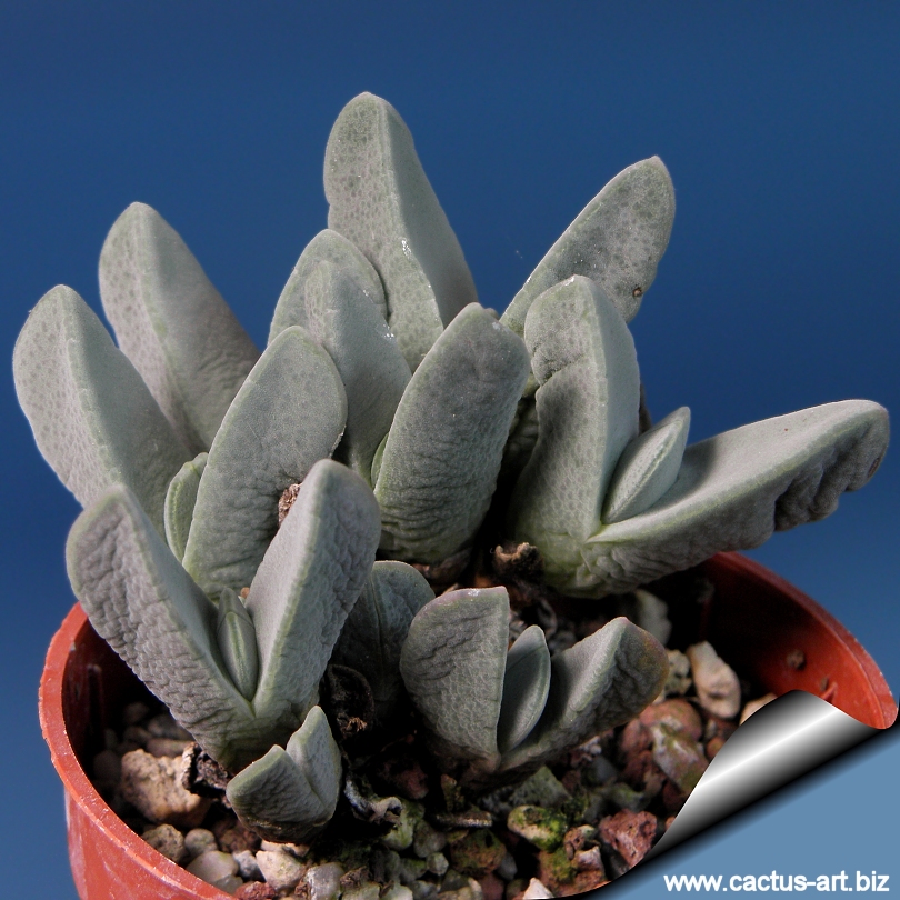 Cheiridopsis purpurea