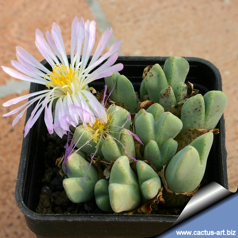 Conophytum blandum