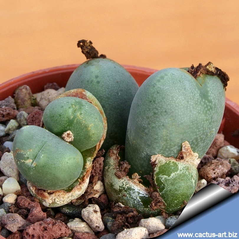 Conophytum meyeri