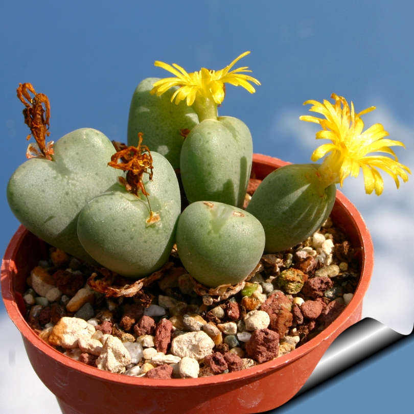 Conophytum meyeri