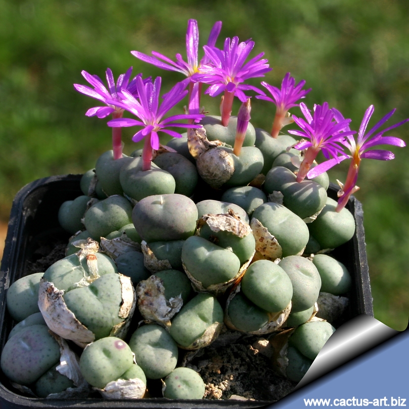 Conophytum minutum