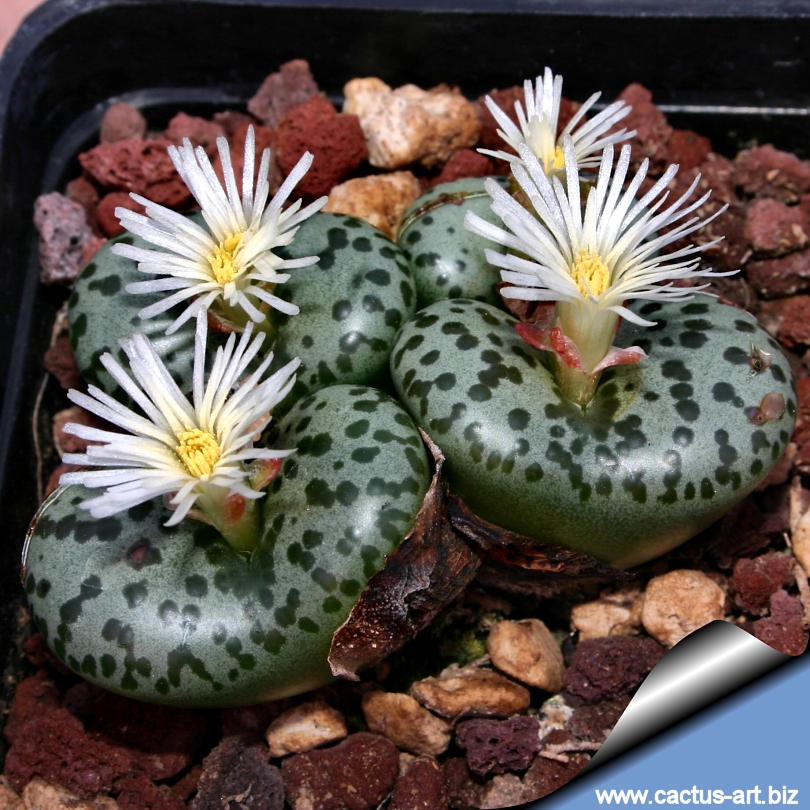 Conophytum obcordellum