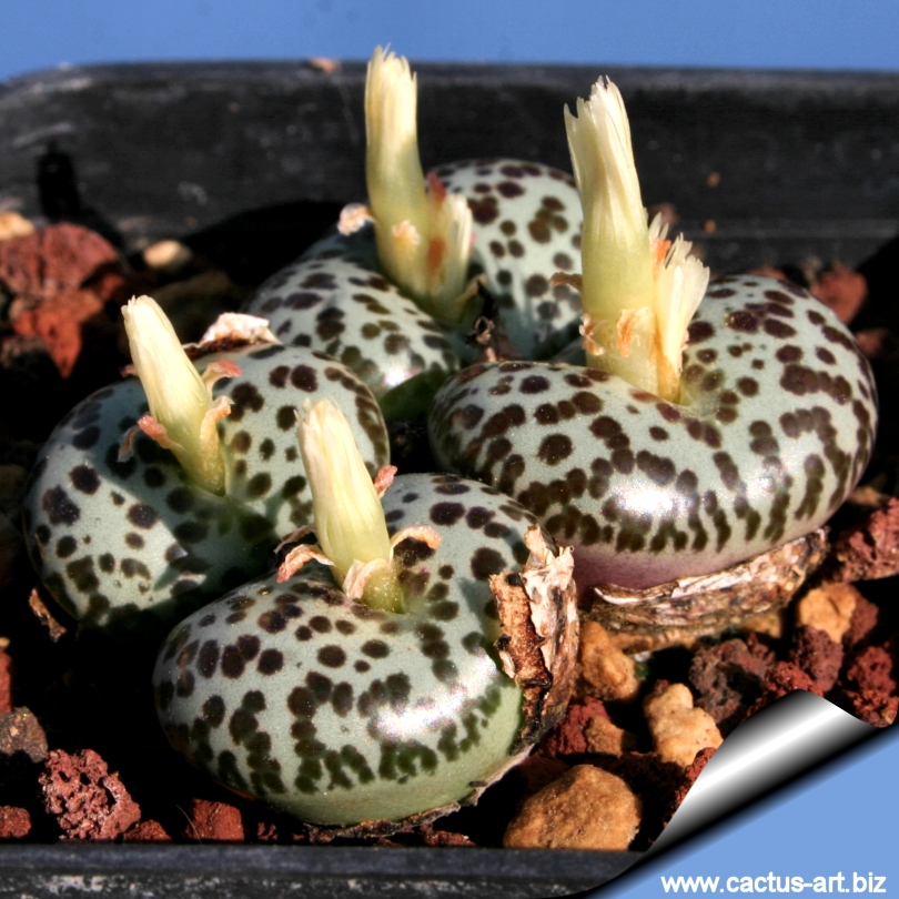 Conophytum obcordellum