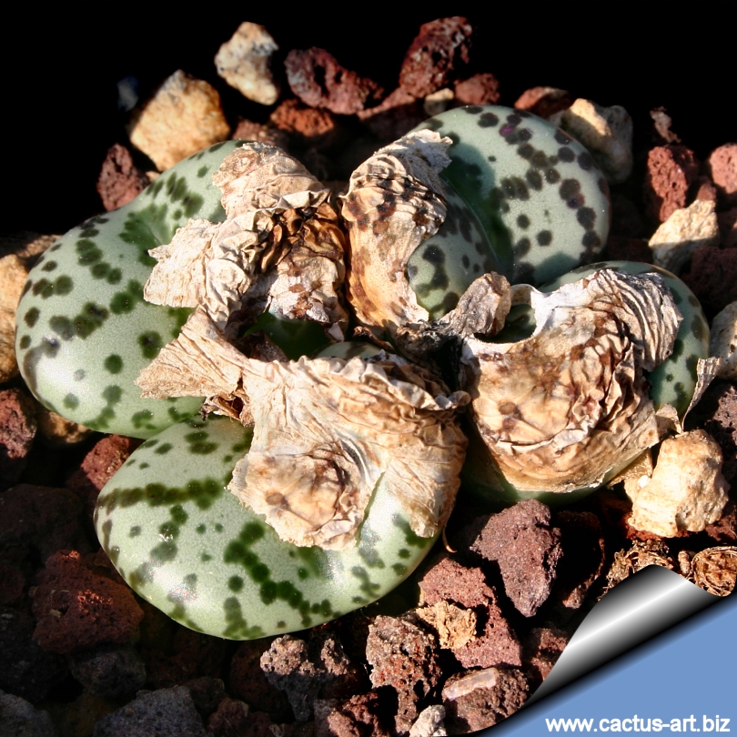 Conophytum obcordellum