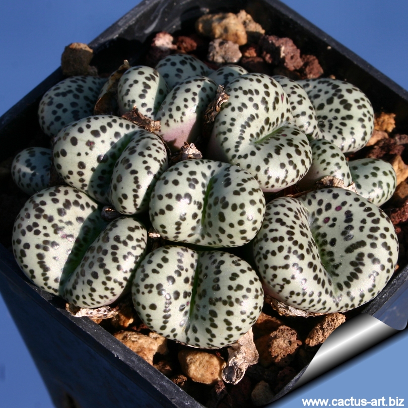 Conophytum obcordellum