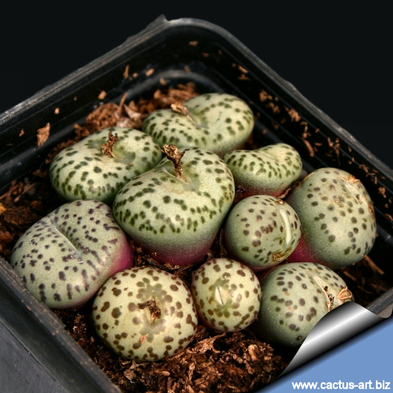 Conophytum obcordellum