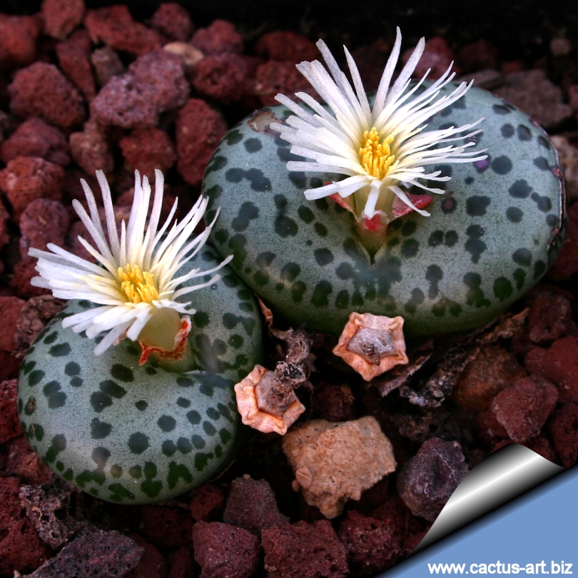Conophytum obcordellum