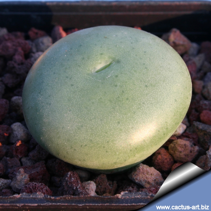 Conophytum ornatum (Syn: Conophytum flavum)