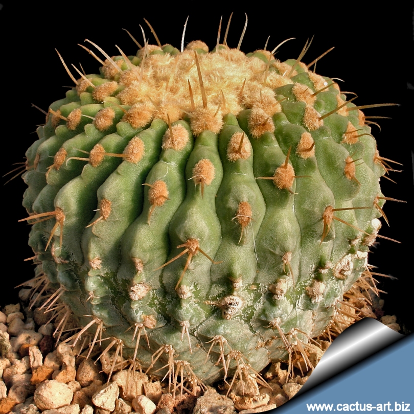 Copiapoa columna-alba