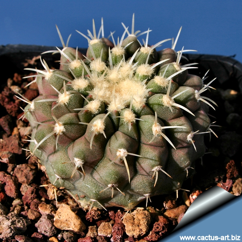 Copiapoa columna-alba