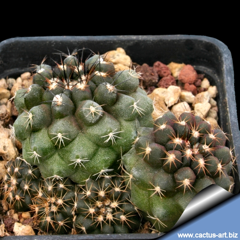 Copiapoa humilis