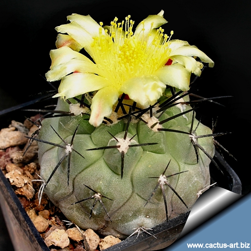 Copiapoa montana FR522
