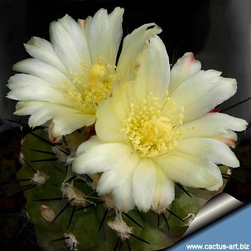 Copiapoa montana FR522
