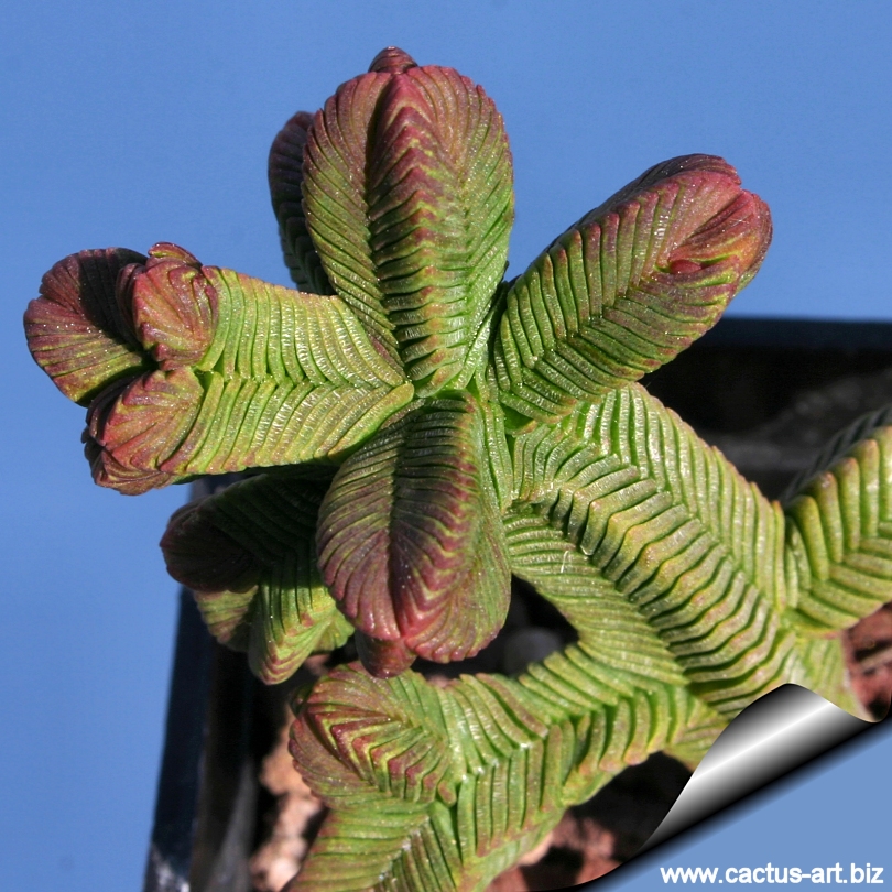 Crassula pyramidalis