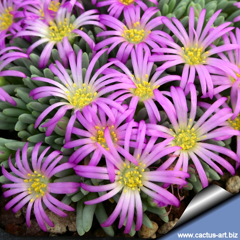 Delosperma sphalmanthoides