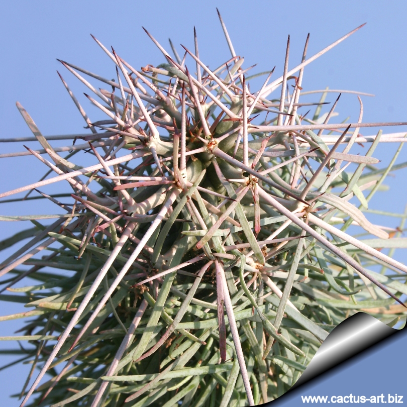 Didiera madagascariensis